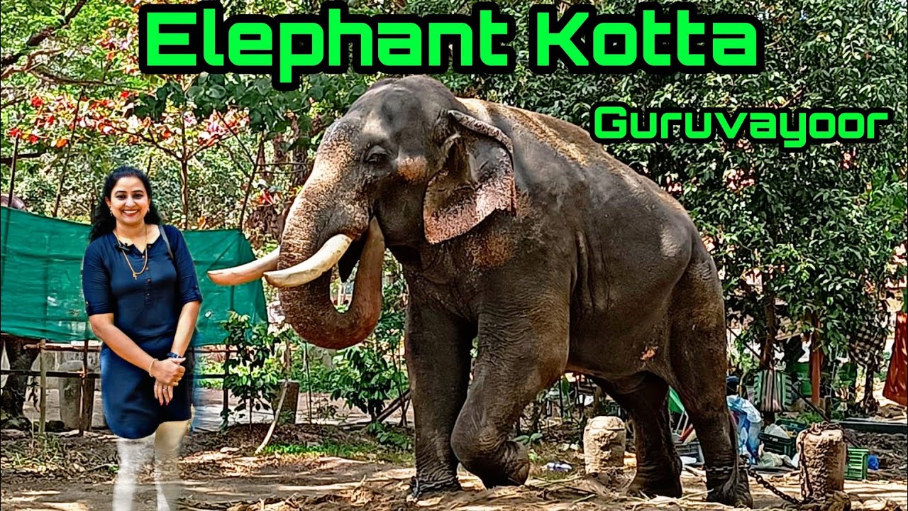 Punnathur Kotta | Elephant Camp | Guruvayur Devaswom Anakkotta ...