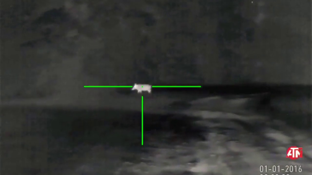 ATN Thor HD 384 boar down - YouTube