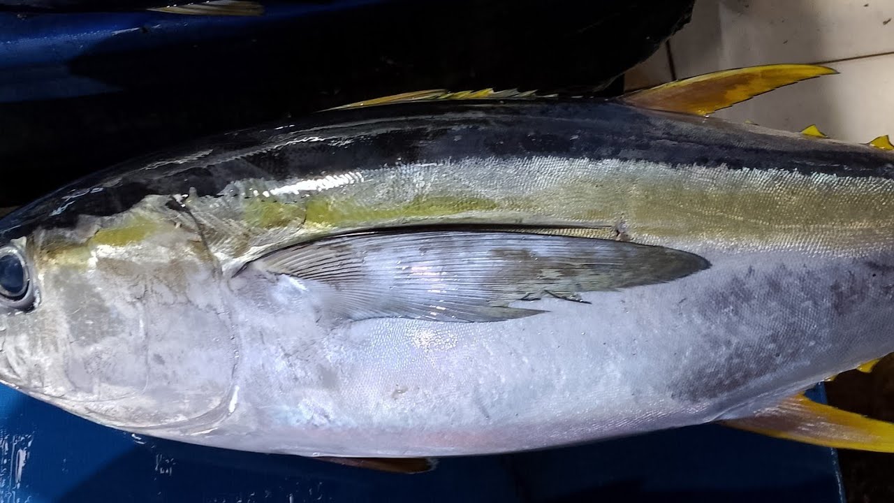 Amazing big tuna skill potong ikan tuna - YouTube