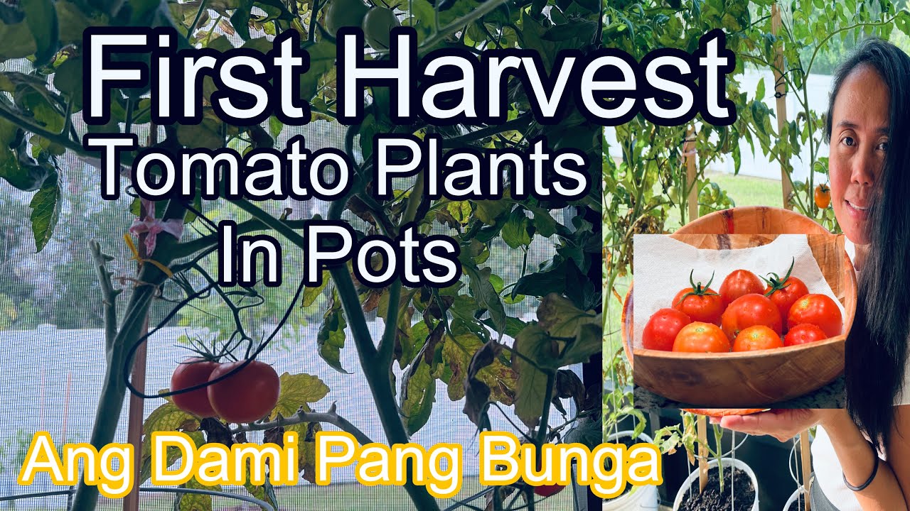 First Harvest At Ang Dami Pang Bunga For The Next Harvest - YouTube