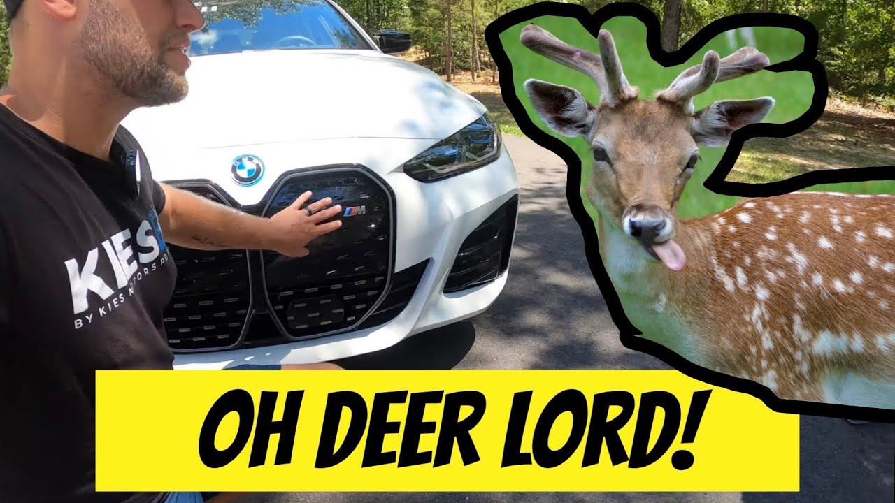 BMW i4 M50 Launch Control Interrupted by a Deer! - YouTube