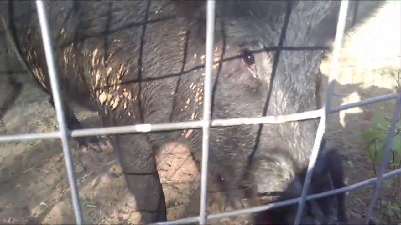 Trapping wild hogs...another lone boar - YouTube
