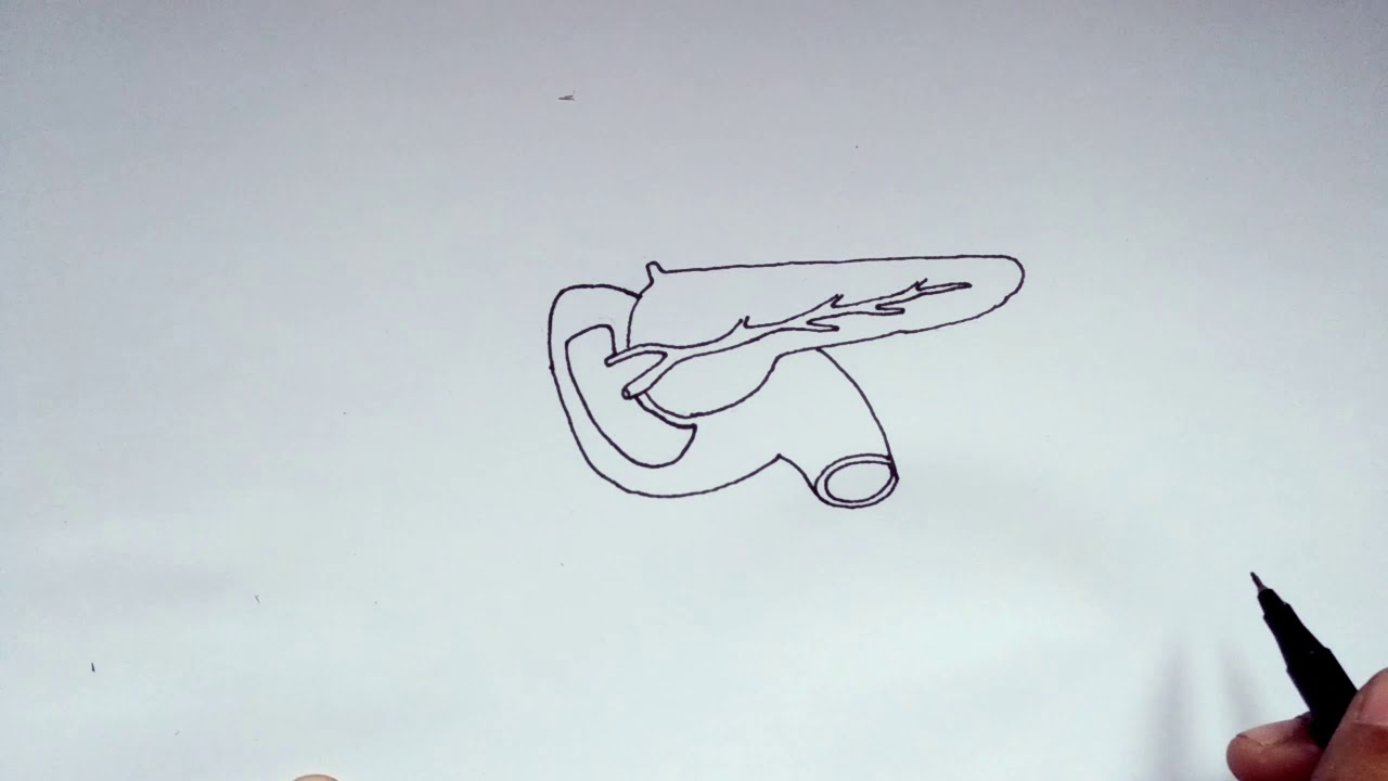 #How to draw Body of Pancreas - YouTube