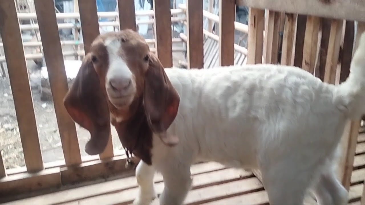 Review Anak Kambing Boer Fullbllood di Kandang Boerkah Jaya farm blitar ...