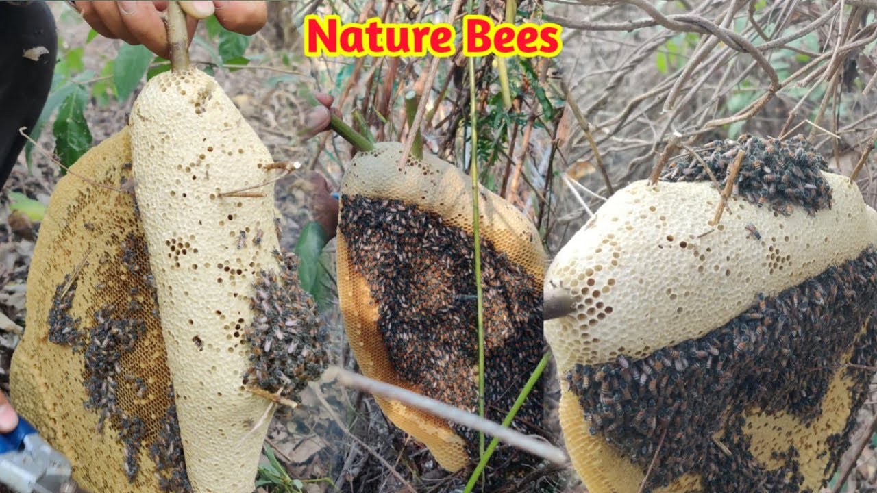 Harvest nature bees at in jungle - YouTube