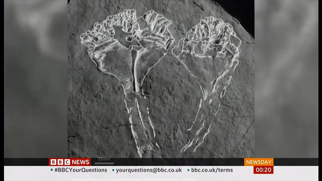 Fossil of ‘earliest animal predator’ is named after David Attenborough ...