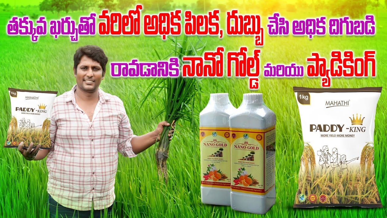 వరి పంట కోసం ప్రత్యకమైన ఎరువులు | Special Fertilizer for Paddy | Paddy ...