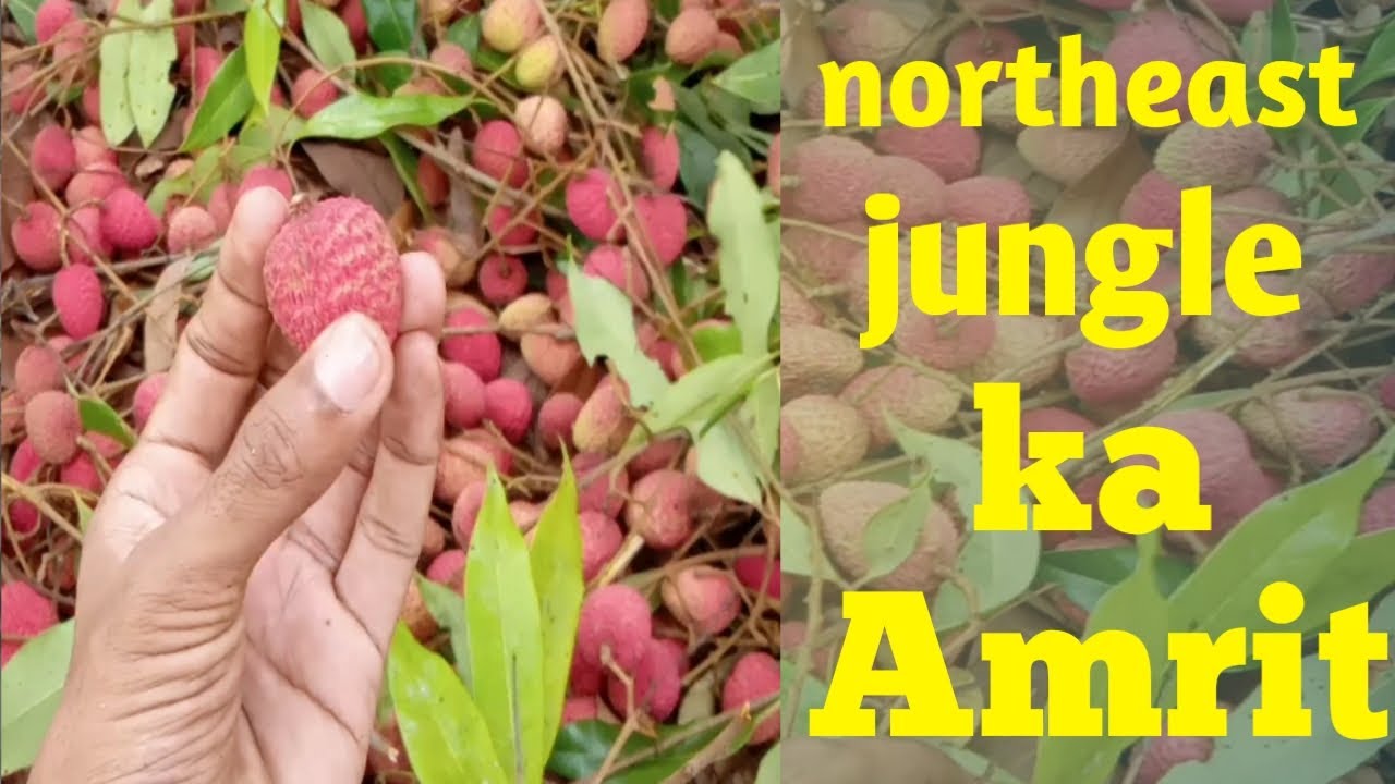 North East jungle ka Amrit fruit - YouTube