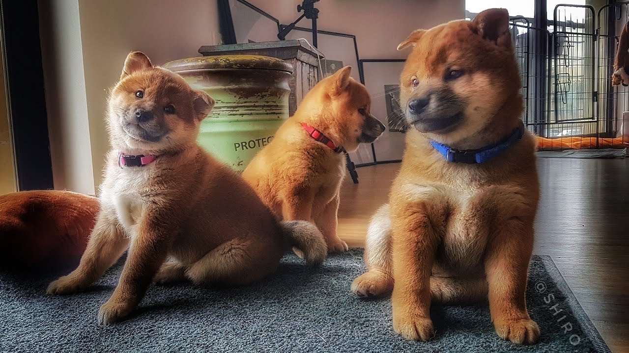 Hecctic potat-o-sit | MLIP / Ep 162 / Shiba Inu puppies - YouTube