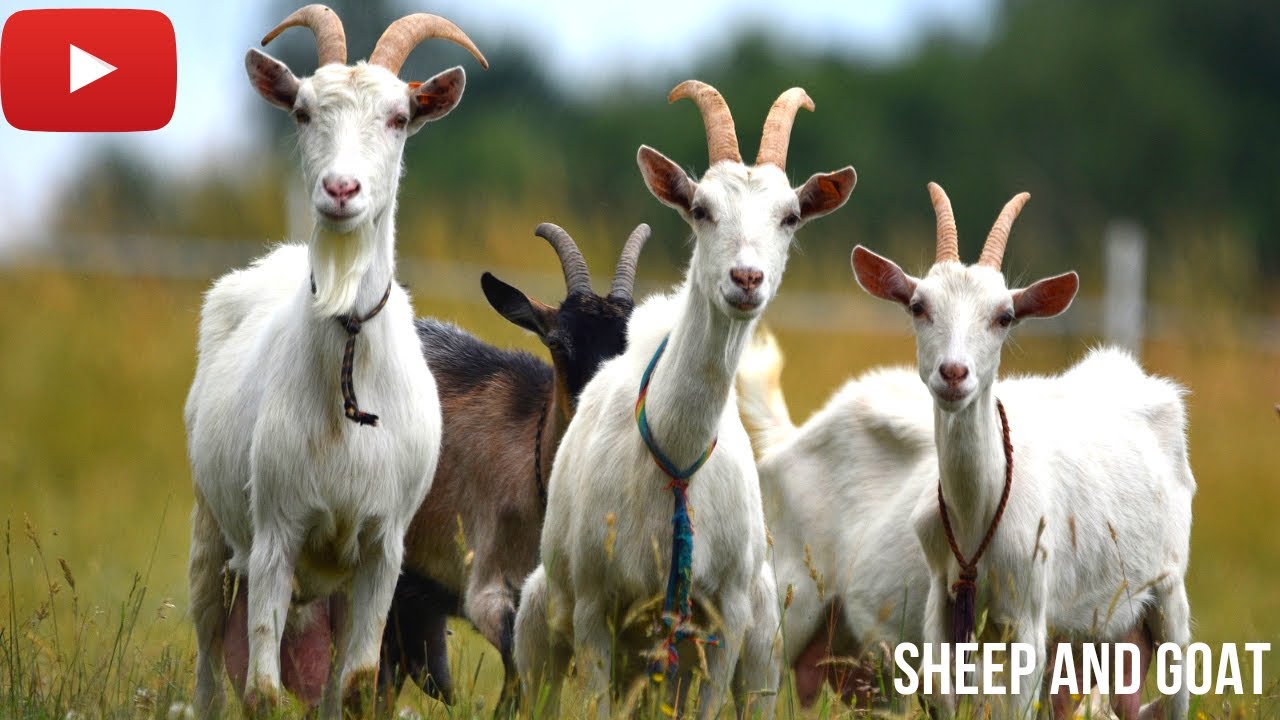 Sheep And Goat Videos | Best Goat Sound In The World - YouTube