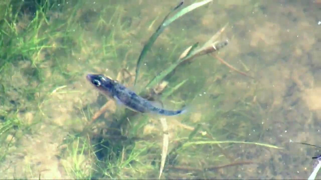 Three-spined stickleback and fry (Gasterosteus aculeatus) - YouTube