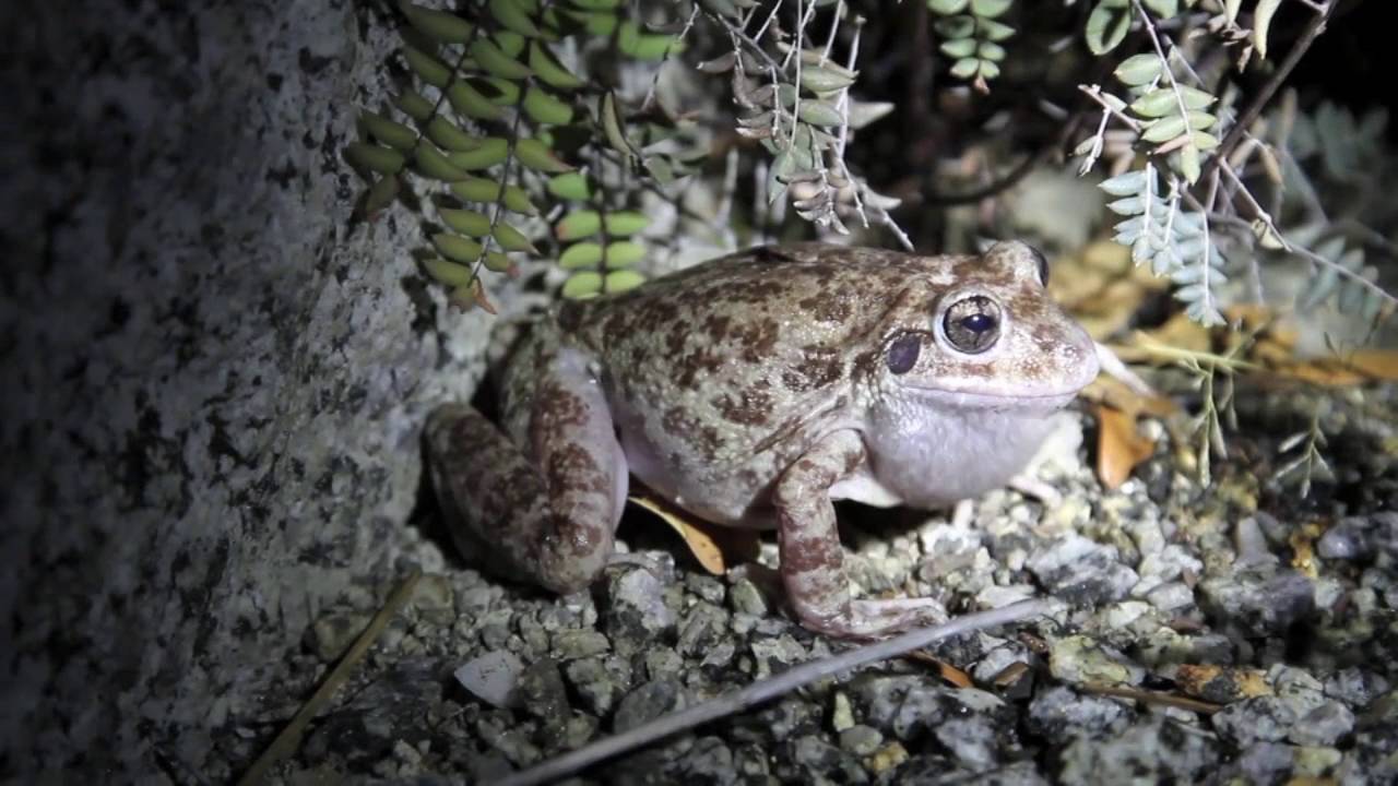 Arizona Barking frogs - YouTube