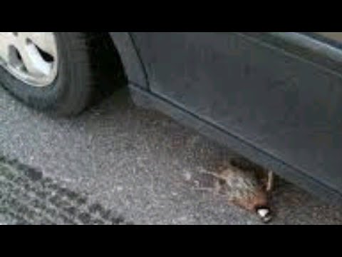 BIRD GETS RAN OVER - YouTube