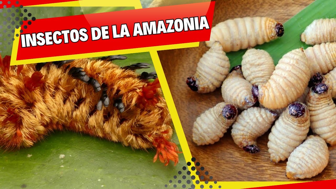 Conoce a los fascinantes insectos de la Amazonía - YouTube