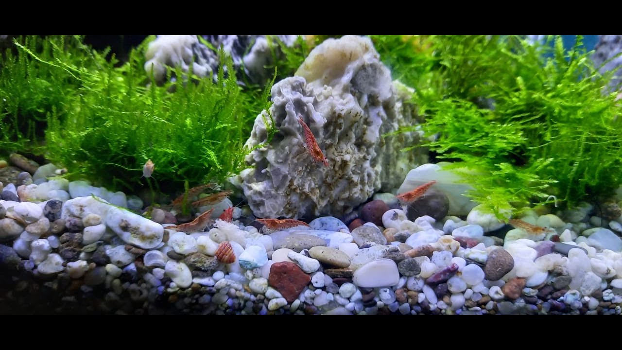 Baby Guppies Guppy Fry In Wild Aquascape Iwagumi Style Aquarium With baby-guppies-guppy-fry-in-wild-aquascape-iwagumi-style-aquarium-with