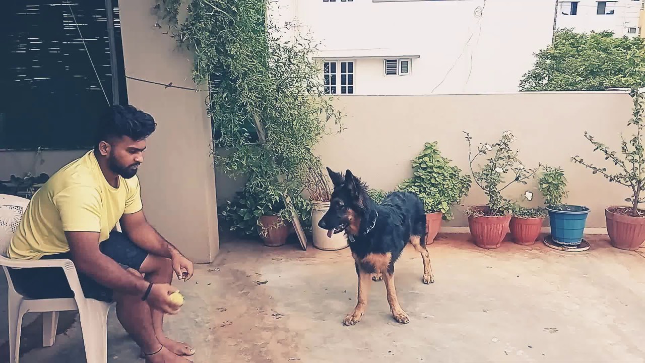 German shepherd puppy catching ball - YouTube
