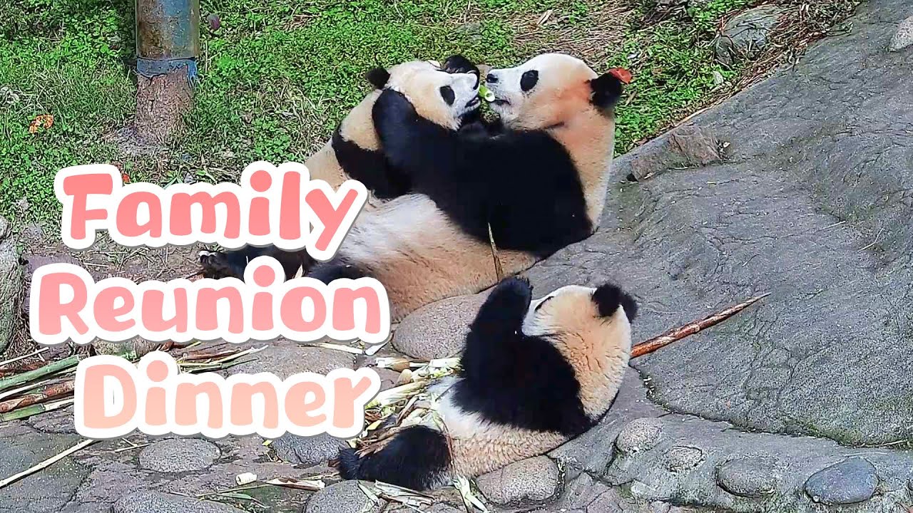 Pandas Enjoying Family Reunion Dinner | iPanda - YouTube