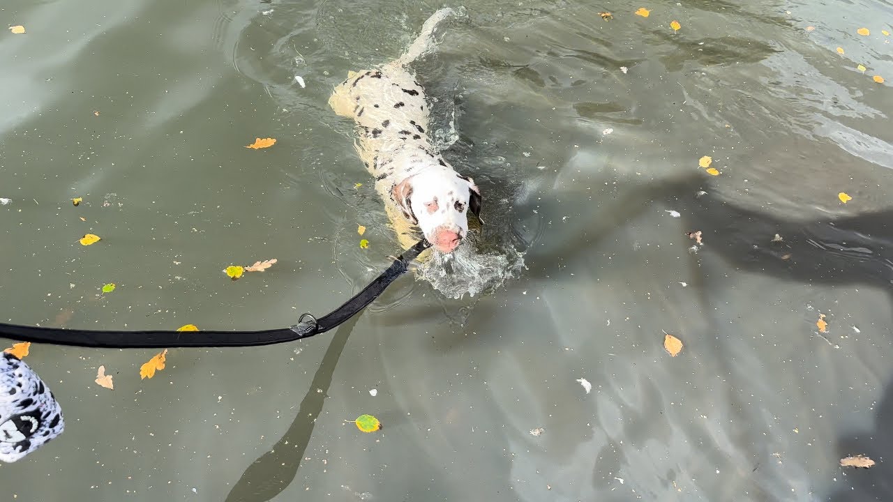 Pickles goes swimming - YouTube