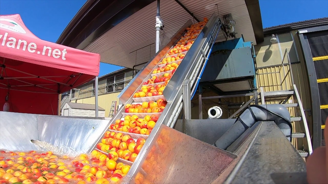 Peach Harvest and Process! - YouTube