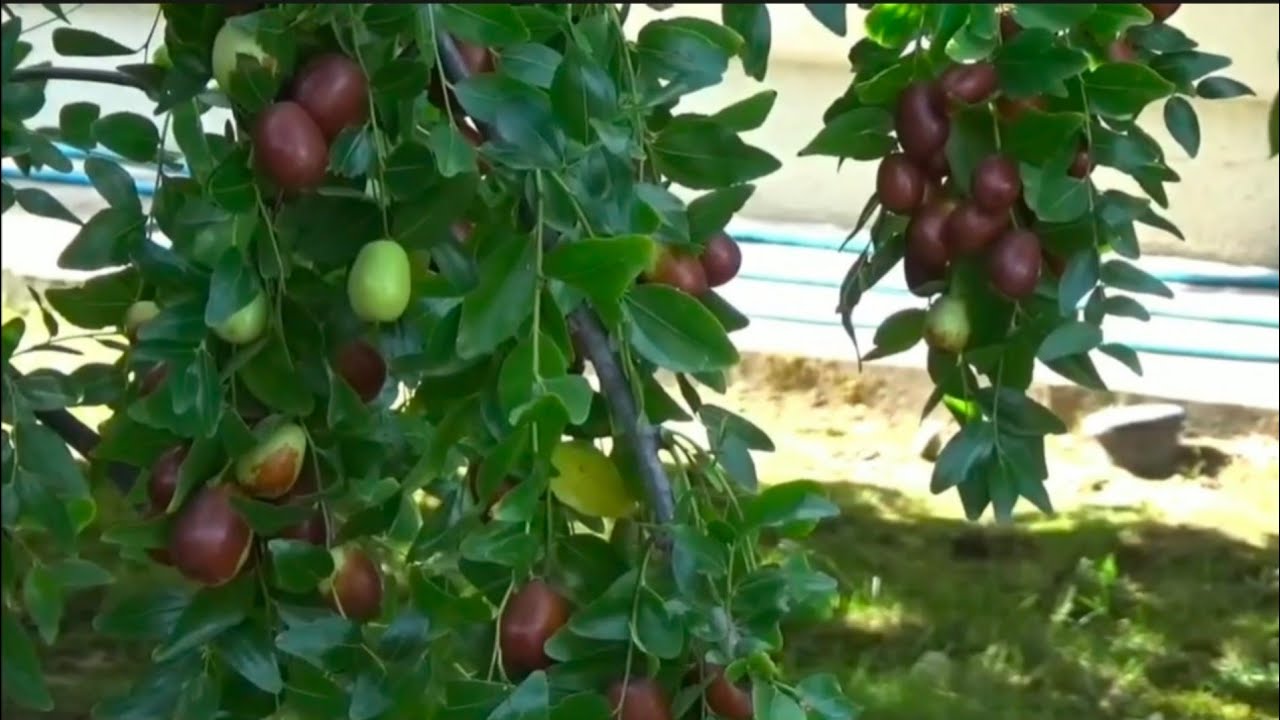 Small_Chinese_Dates_Tree #agriculture - YouTube