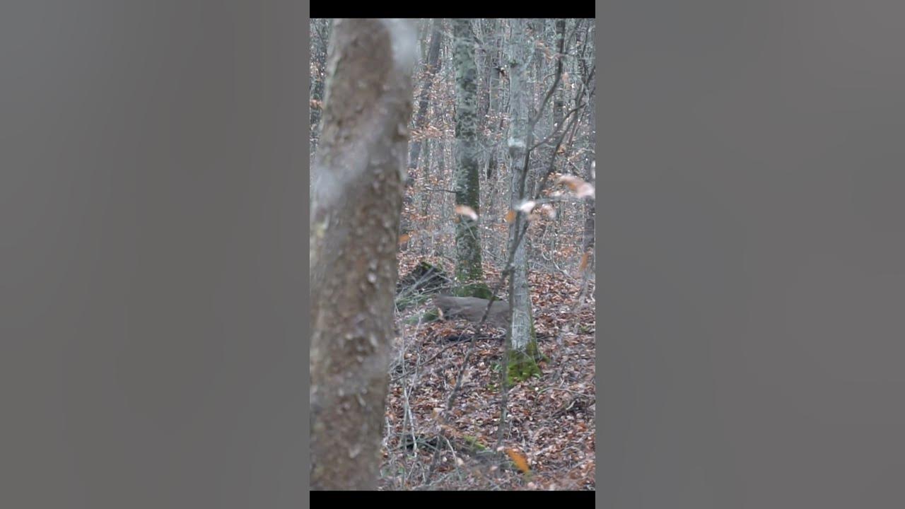 RUT ACTION - YouTube