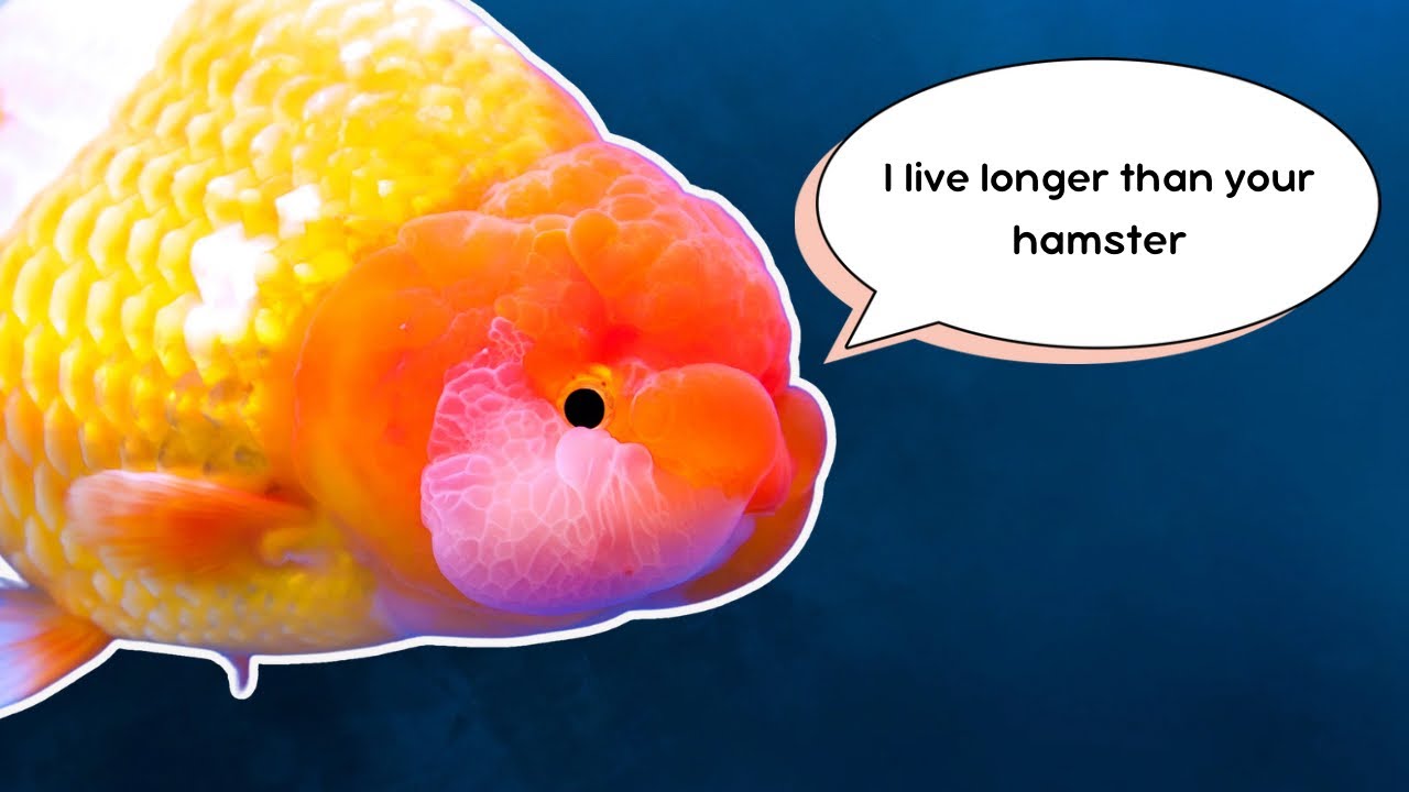 THESE AQUARIUM FISH LIVES LONGER THAN YOUR HAMSTER! - YouTube