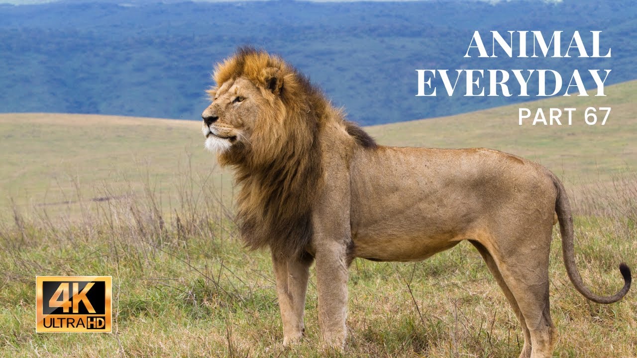 Animal Everyday : Cat, Bird, Lion, Kangaroo, Horse, Monkey, Rhino ...