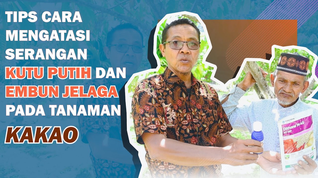 Tips cara mengatasi serangan kutu putih dan embun jelaga pada tanaman ...