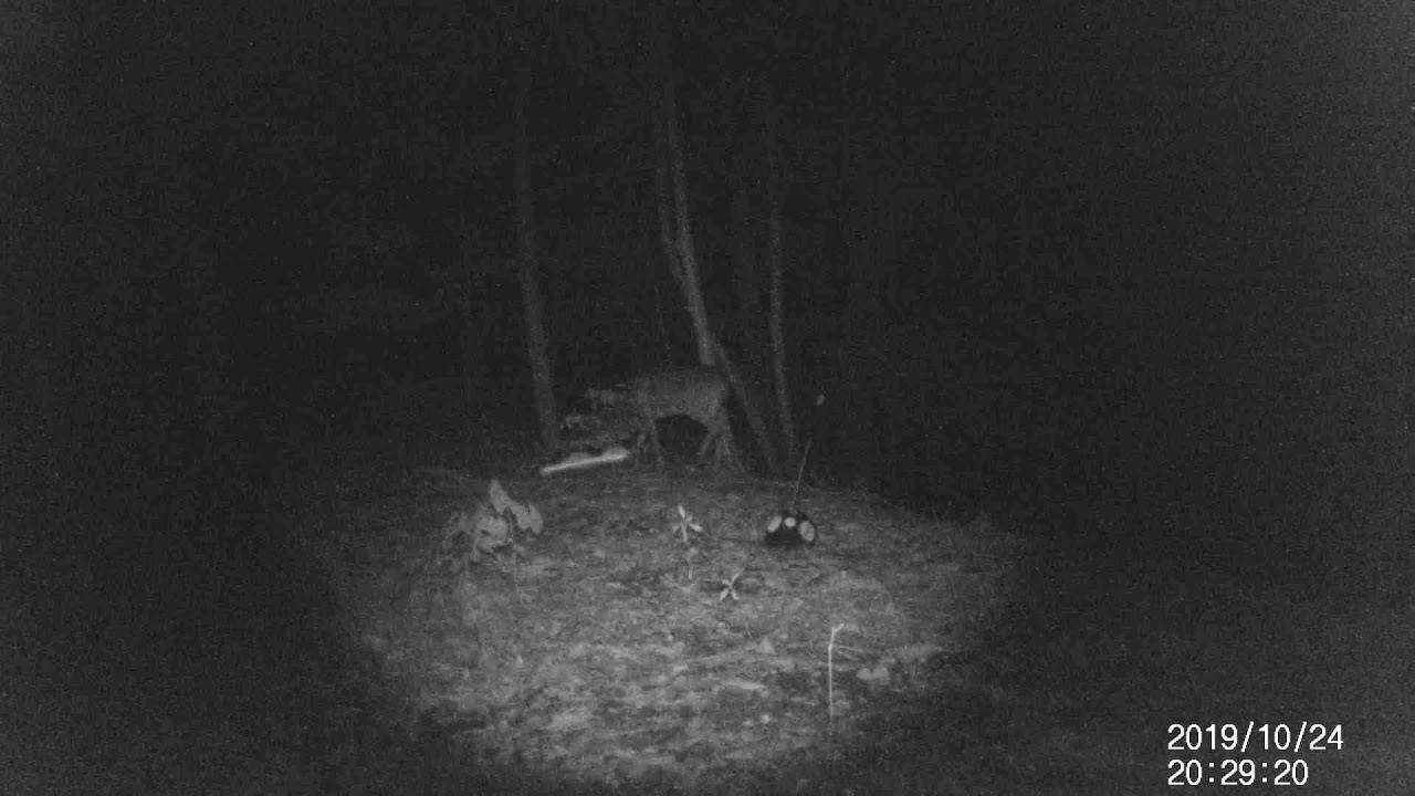Large buck at night - YouTube