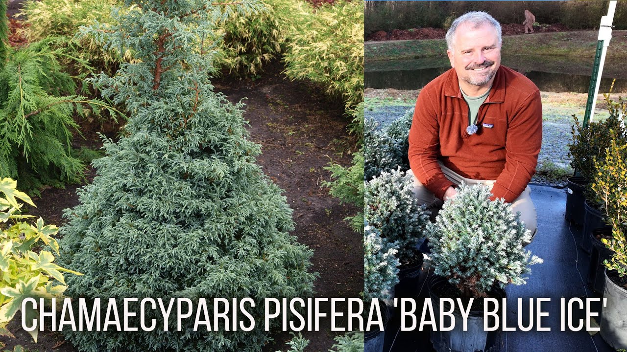 Chamaecyparis pisifera 'Baby Blue Ice' - Dwarf Sawara Cypress - YouTube