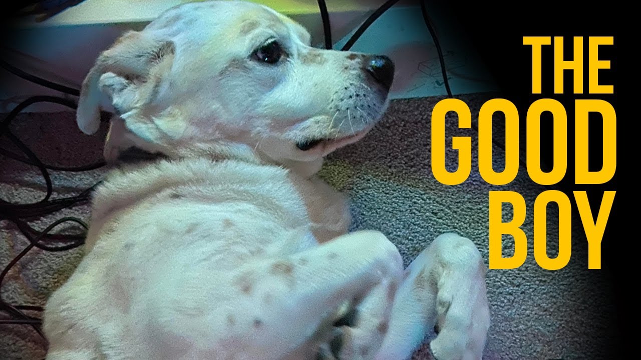 BEST OF KEVIN (2021) | DOG REACTS - YouTube