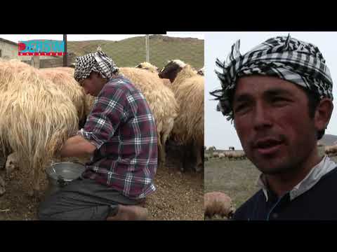 Afganistanlı Abdullah, başlık parası için Dersim’de çobanlık yapıyor