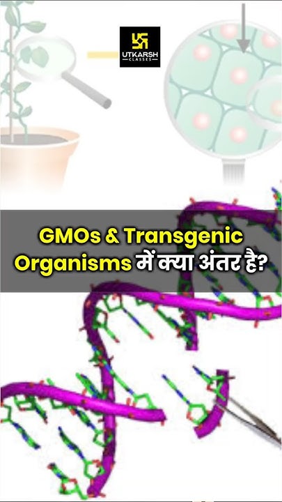 Transgenic Organisms vs GMOs | NEET 2025 Biology #shorts | Dr. Ronak Ma ...