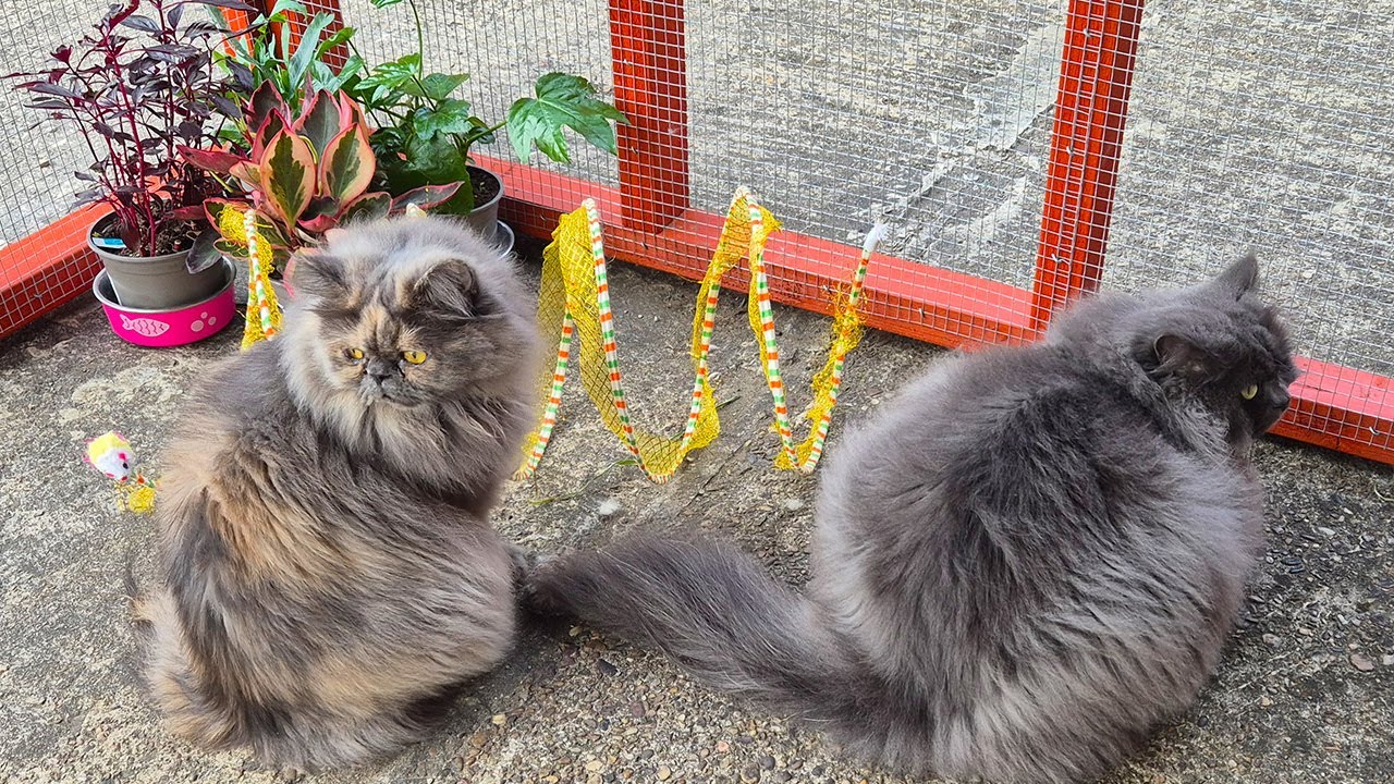 These Two Cat Siblings Are Inseparable! - YouTube
