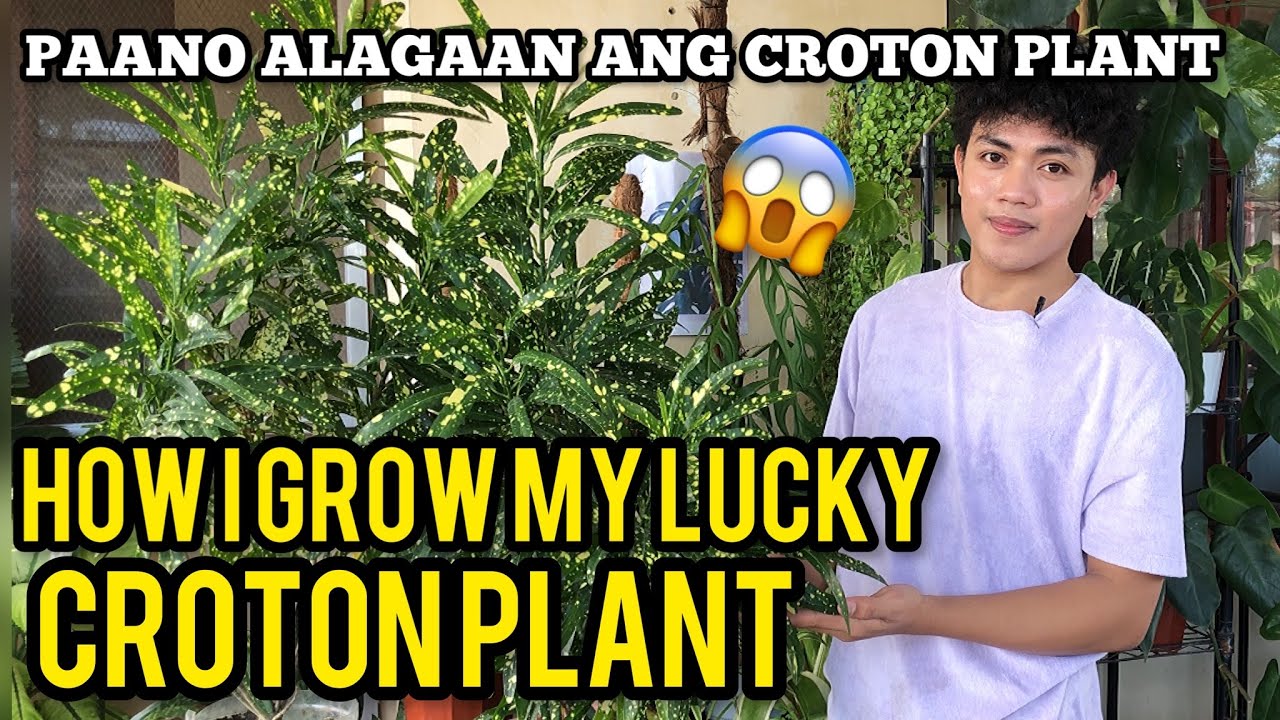 HOW TO GROW CROTON PLANT ELEANOR ROOSEVELT CROTON | SAN FRANCISCO PLANT ...