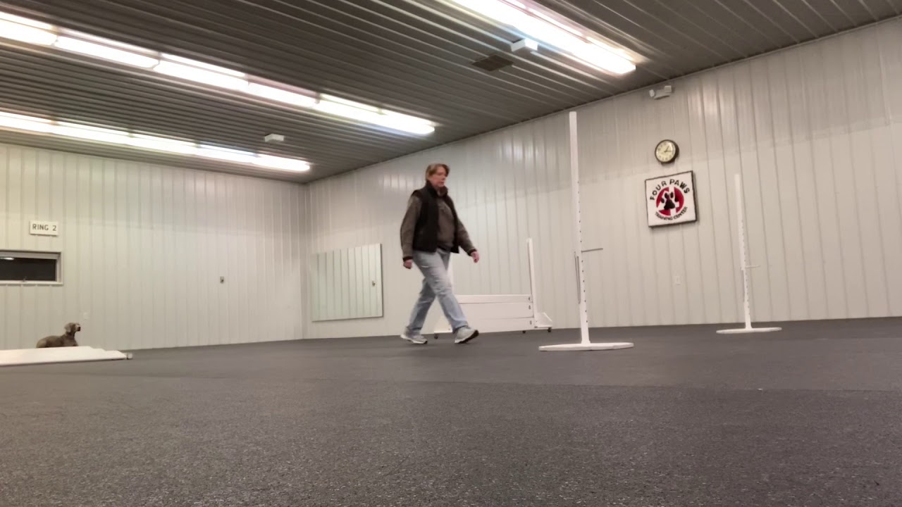 CJ GN CDX Obedience Exercises AKC YouTube cj-gn-cdx-obedience-exercises-akc-youtube