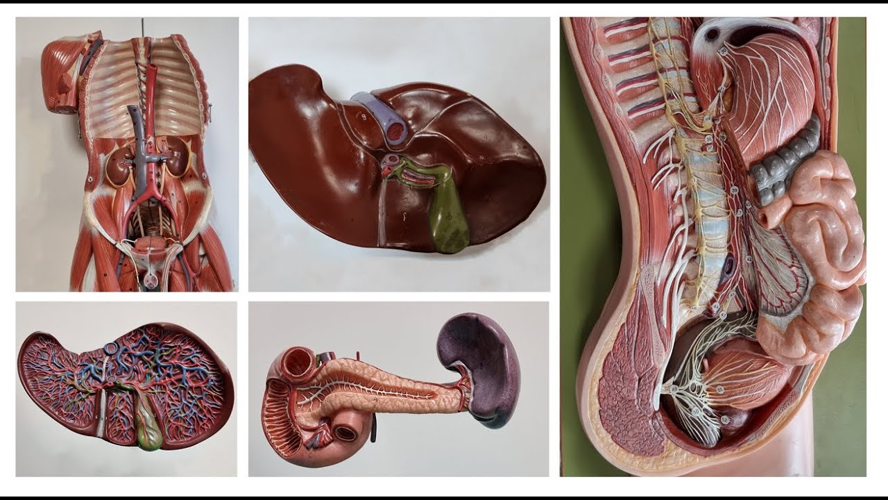 Sindirim kanalının (canalis digestorius) arterleri- 1. bölüm (Pratik ...