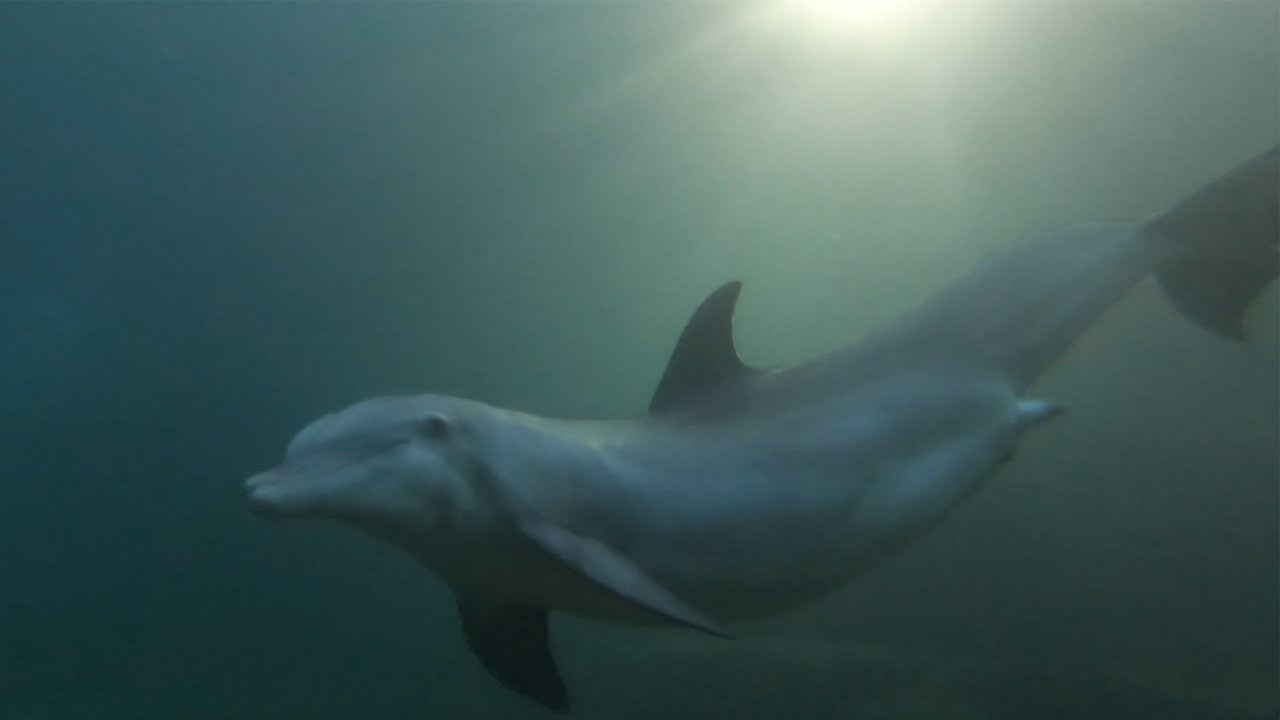 Awesome Dolphin Birth Video at Dolphin Quest Hawaii! - YouTube