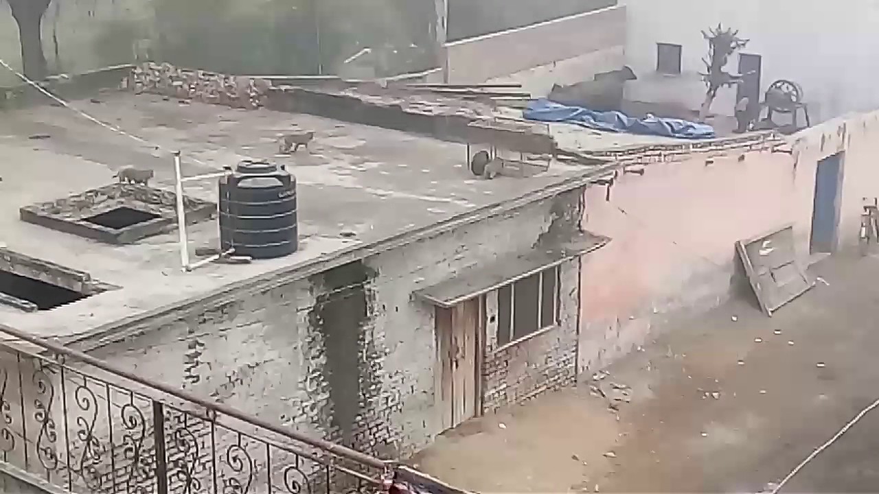 How to catch monkey - YouTube