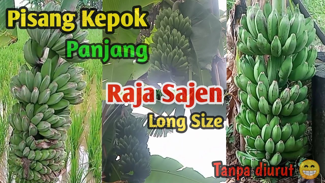 Panen Pisang Kepok Panjang, Pisang Raja Bulu Raja Sajen SUPEEERRR ...