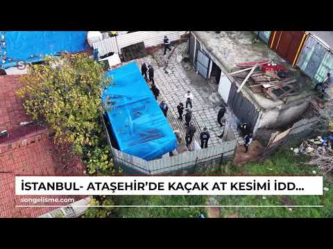İstanbul- Ataşehir'de kaçak at kesimi iddiası: 2 şüpheli gözaltına alındı
