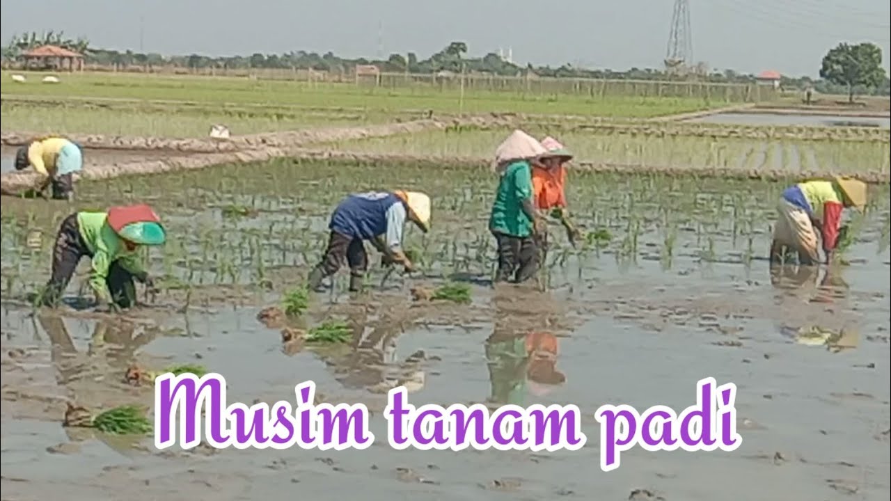 musim tanam padi Rice growing season - YouTube