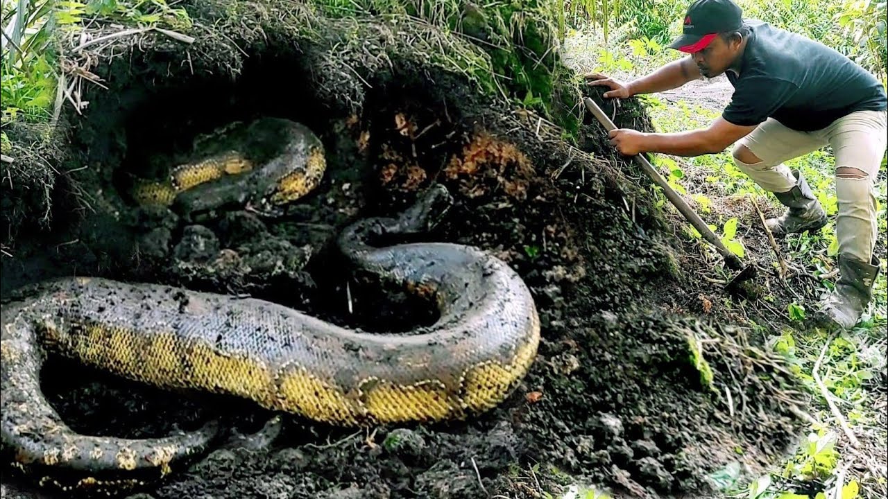 MENYERAMKAN INILAH SOSOK WAJAH MONSTER ULAR PYTHON BUNTET BERUMUR ...
