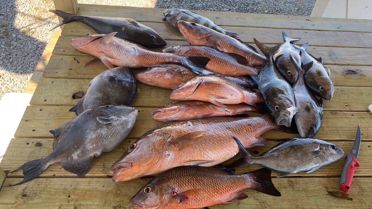 Loaded with Mangrove/Gray Snapper! Spearfishing! - Pensacola - YouTube