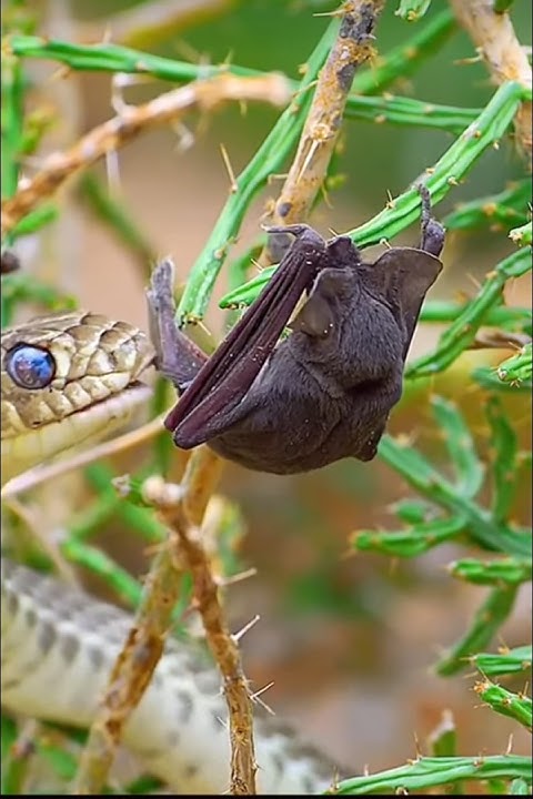 Shake catching bats #hunting #snake #bat #wild - YouTube