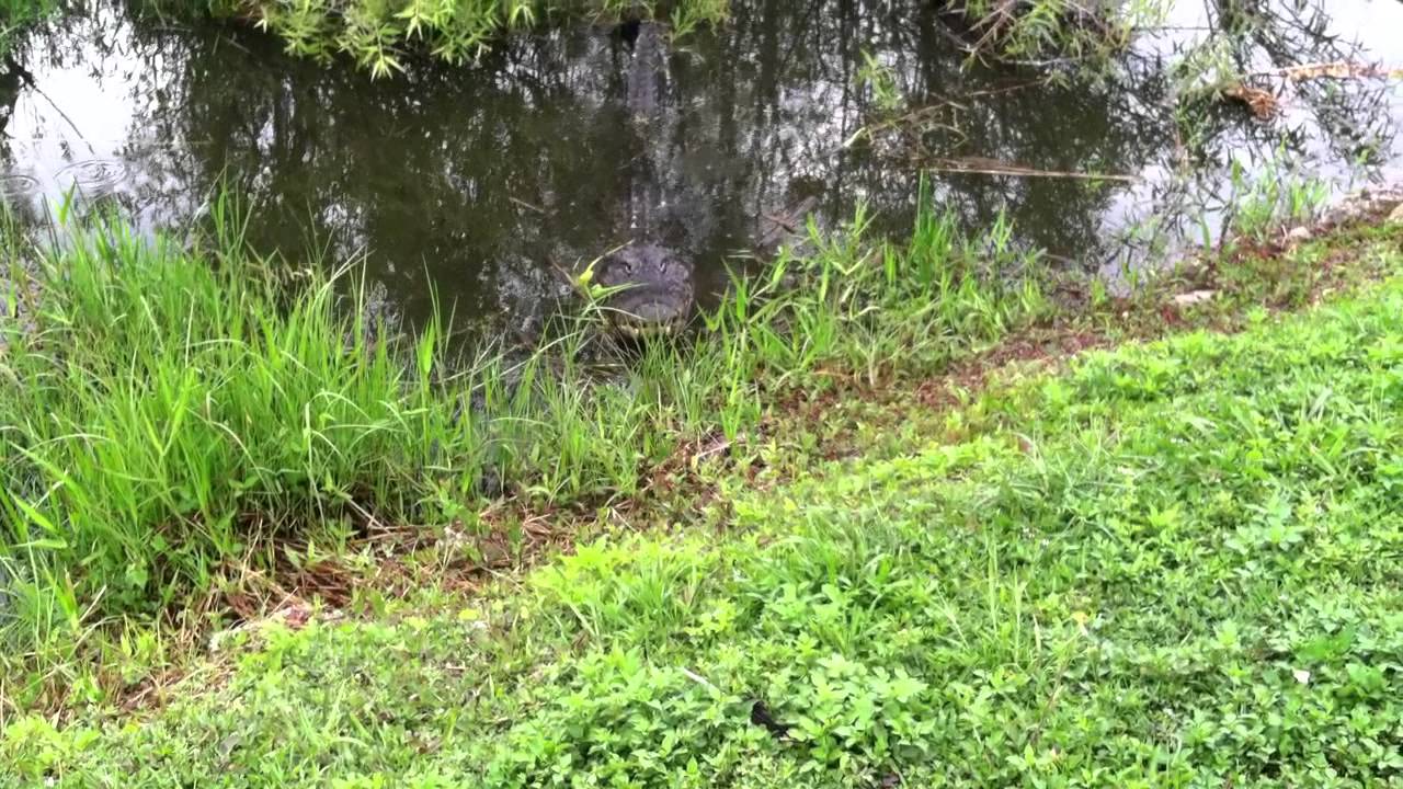 Mad Alligator - YouTube