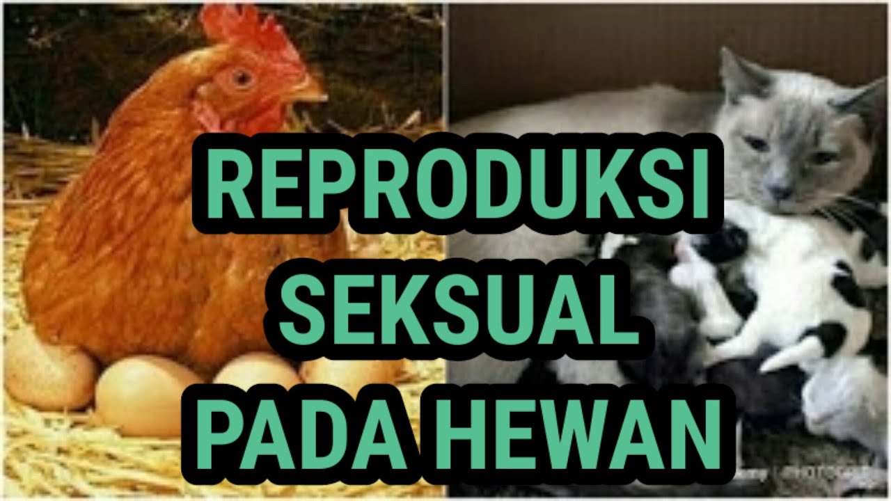 Reproduksi Seksual pada Hewan | Materi IPA Kelas 9| - YouTube
