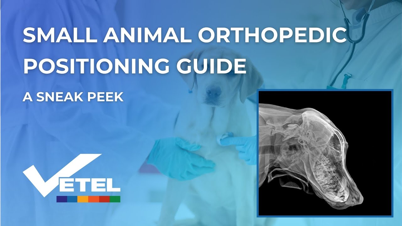 Small Animal Radiograph Positioning Guide For Veterinarians - YouTube