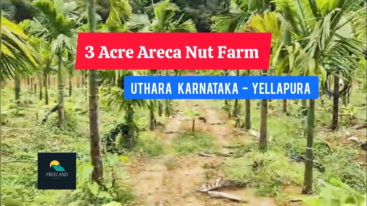3 Acre Areca Nut Farm For Sale Uthara Kannada | Yallapura | Karnataka ...