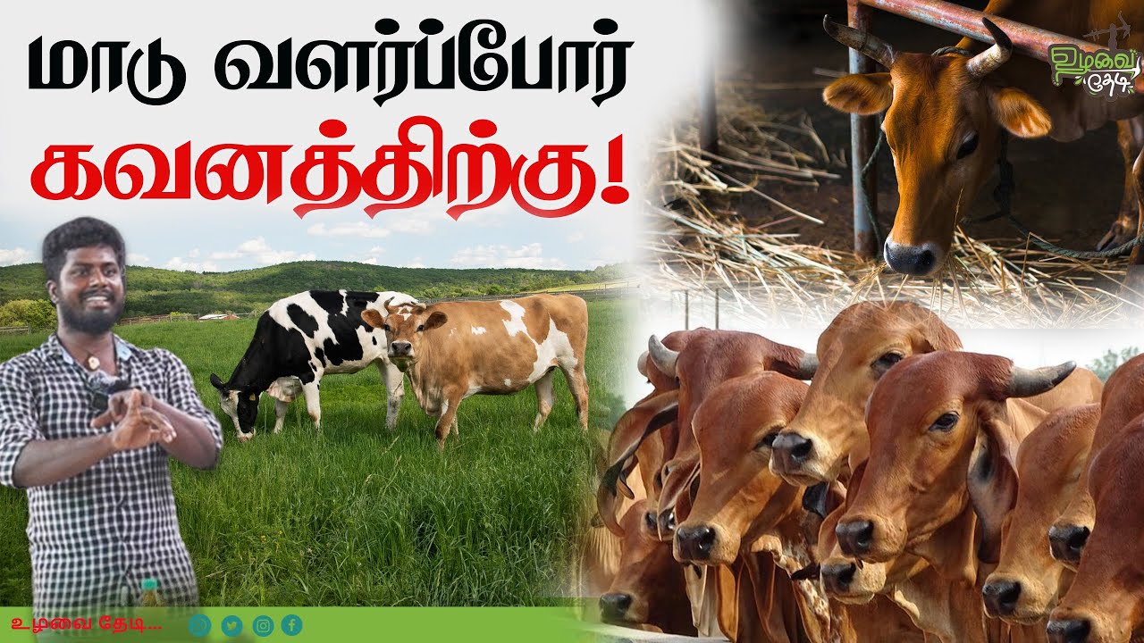 மாடு வளர்ப்போர் சந்திக்கும் சிக்கல்கள்? @vithaigaliyakkam #cow #cows # ...